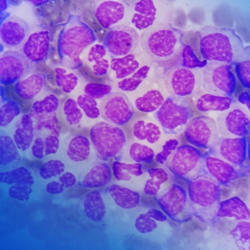 Bio-Path Medical Group | Anatomical & Clinical Pathology